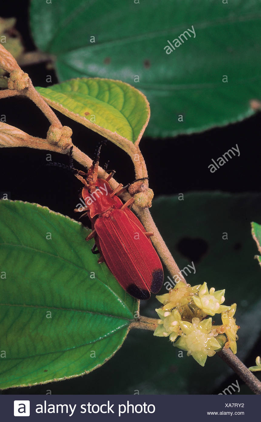 Net Winged Beetles High Resolution Stock Photography and Images - Alamy