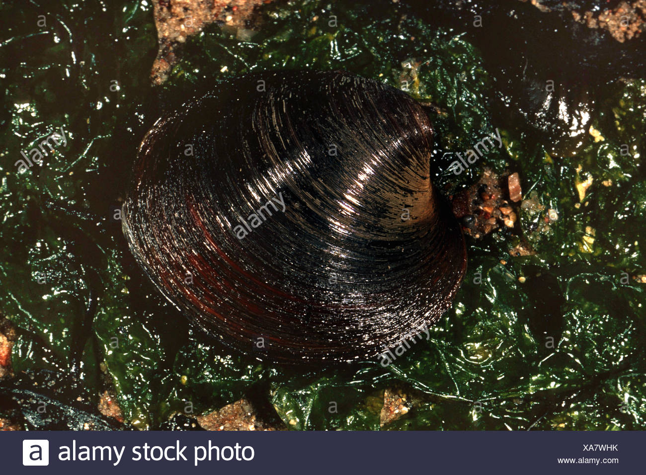 Cyprine Stock Photos & Cyprine Stock Images - Alamy