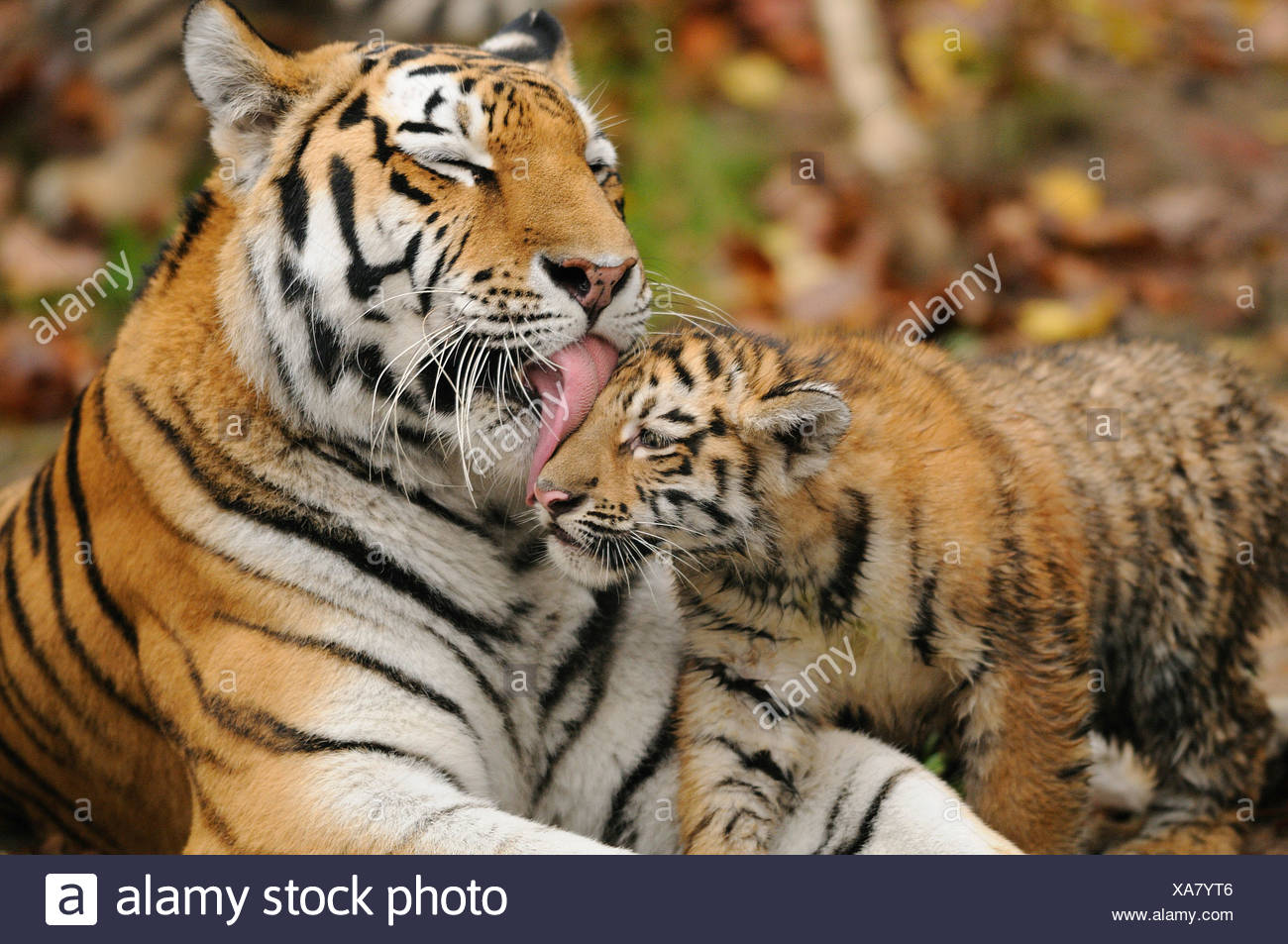 Tiger Cub Mother High Resolution Stock Photography and Images - Alamy