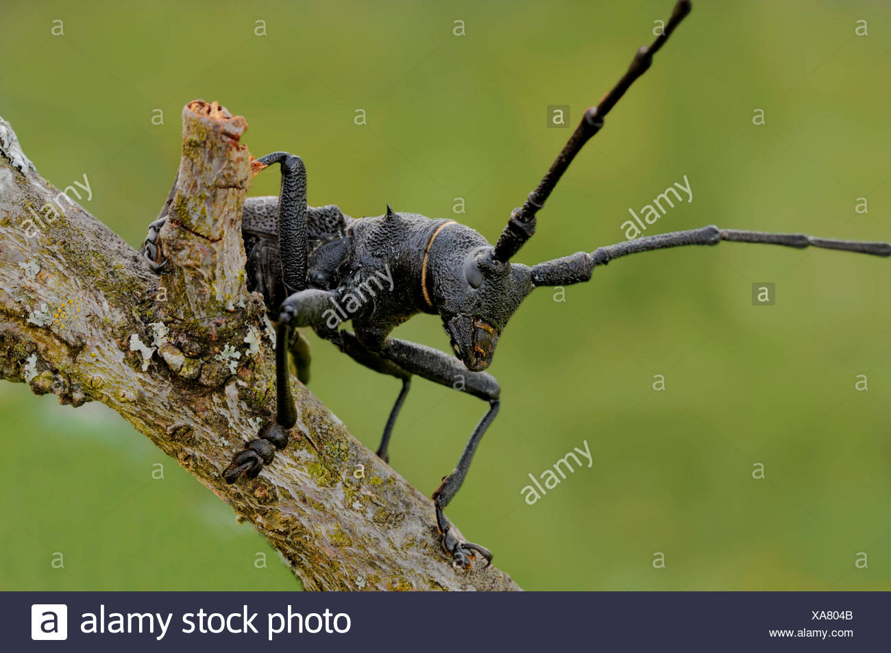 Morimus Asper High Resolution Stock Photography and Images - Alamy