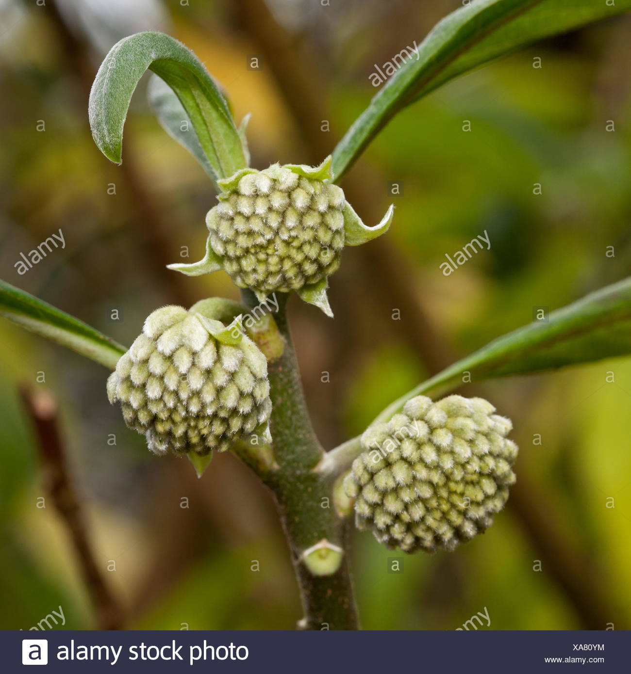 Mitsumata High Resolution Stock Photography and Images - Alamy