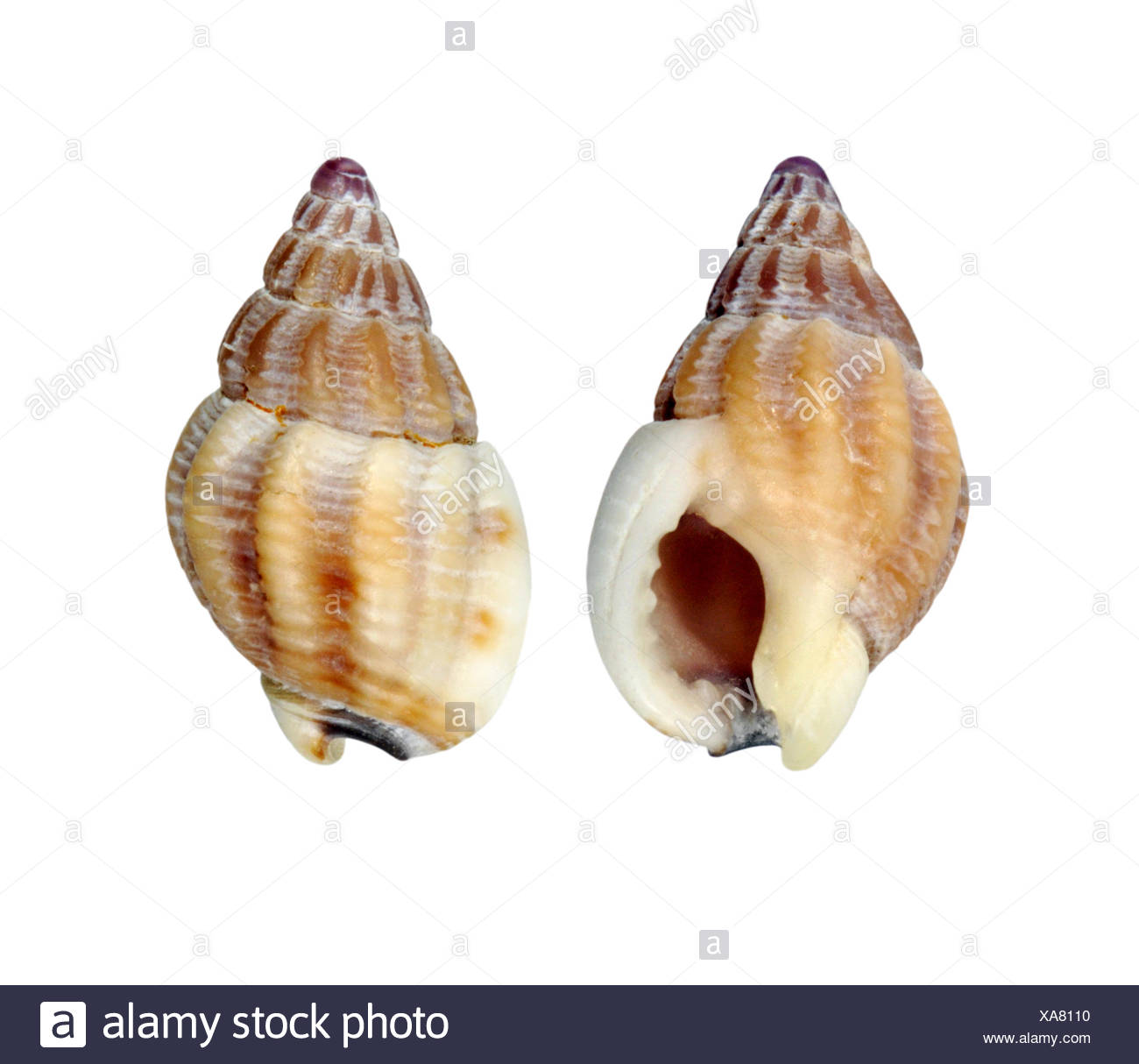 Dog Whelk High Resolution Stock Photography and Images - Alamy