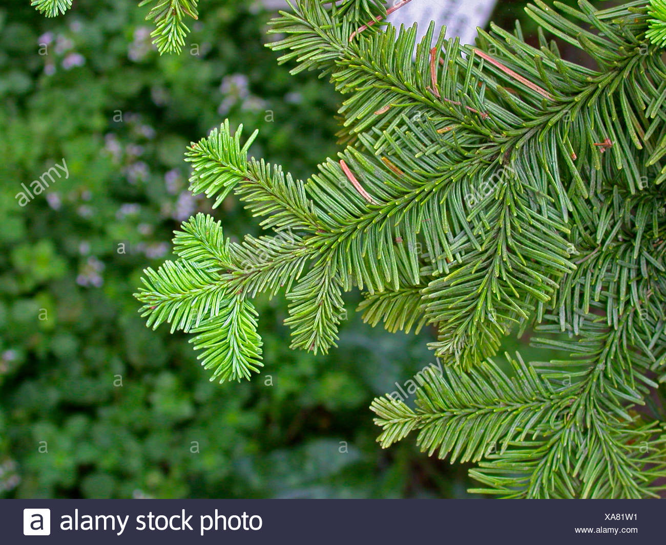 Noble Fir High Resolution Stock Photography and Images - Alamy