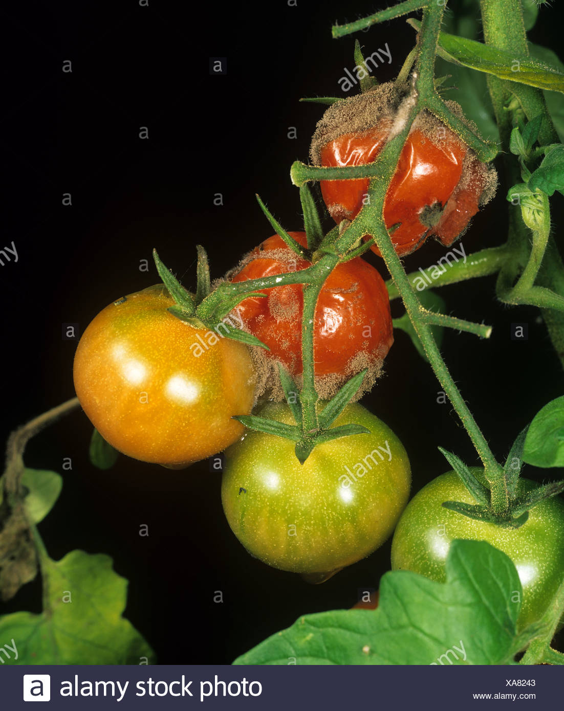 Grey Mould Botrytis Cinerea Mycelium Stock Photos & Grey Mould Botrytis ...