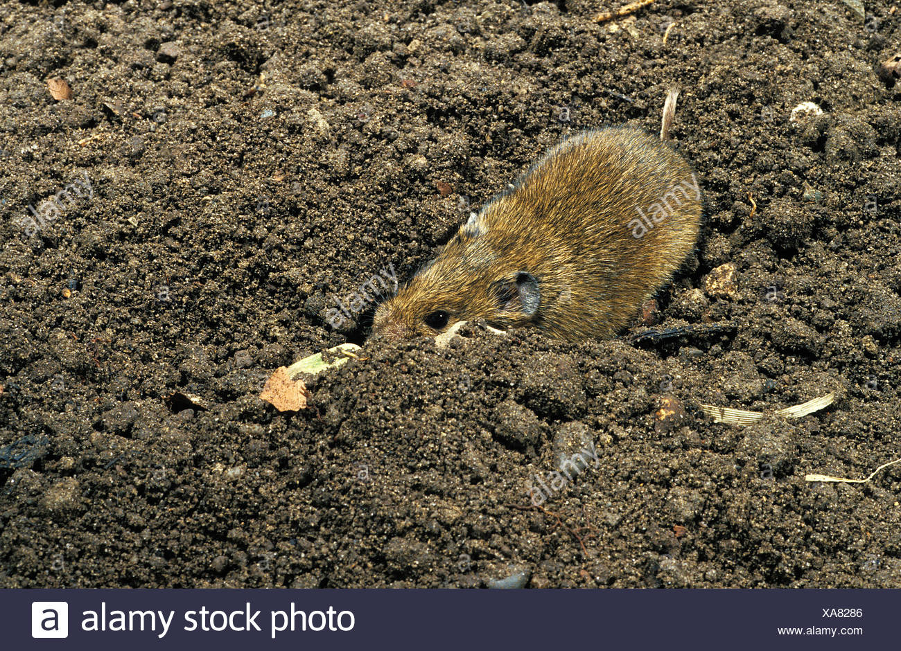 Common Vole Microtus Arvalis High Resolution Stock Photography and ...