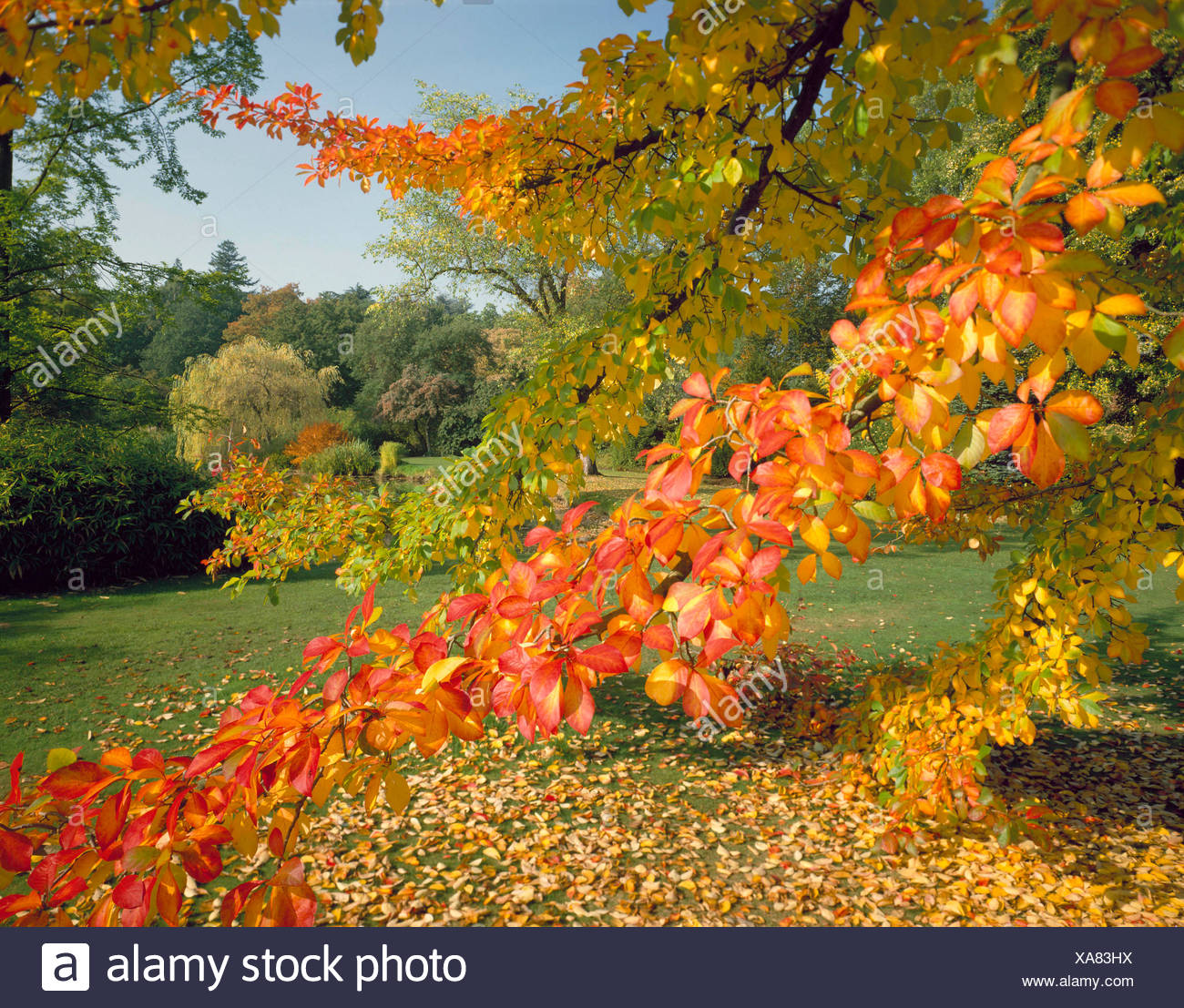 Autumn Nyssa Sylvatica High Resolution Stock Photography and Images - Alamy