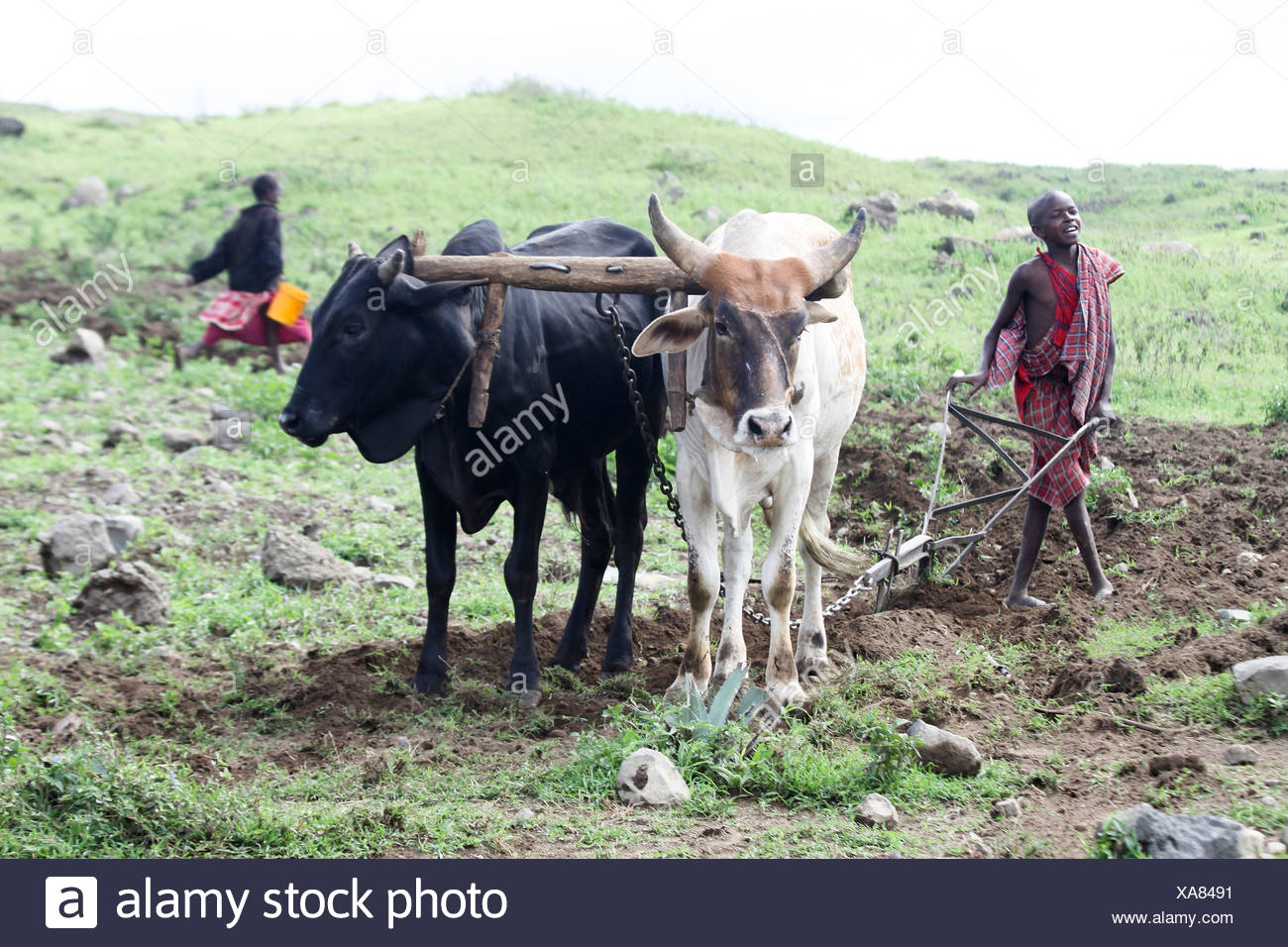 Oxen Plough Africa High Resolution Stock Photography and Images - Alamy
