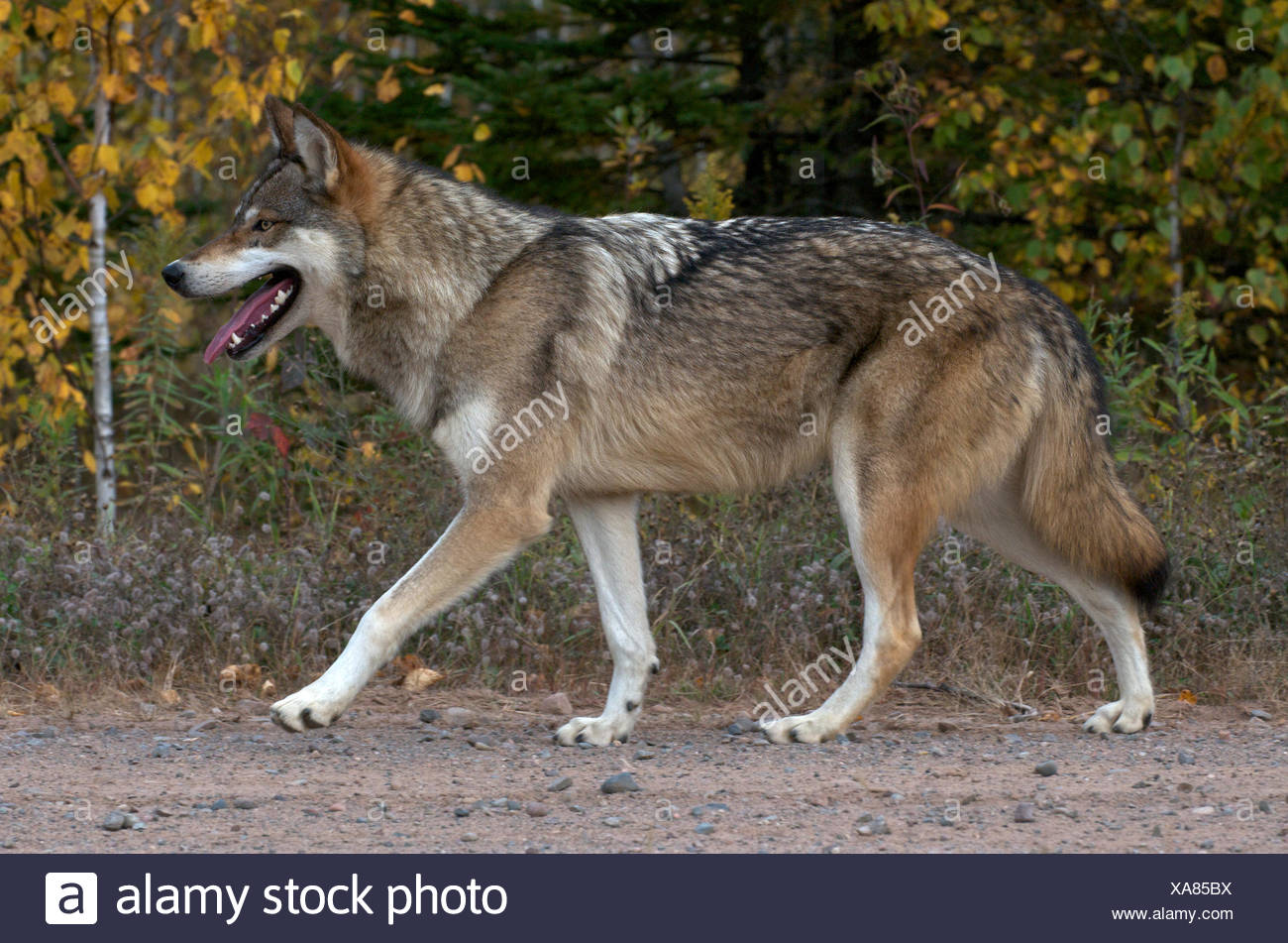 Timber Wolf Canis Lupus Walking High Resolution Stock Photography and ...
