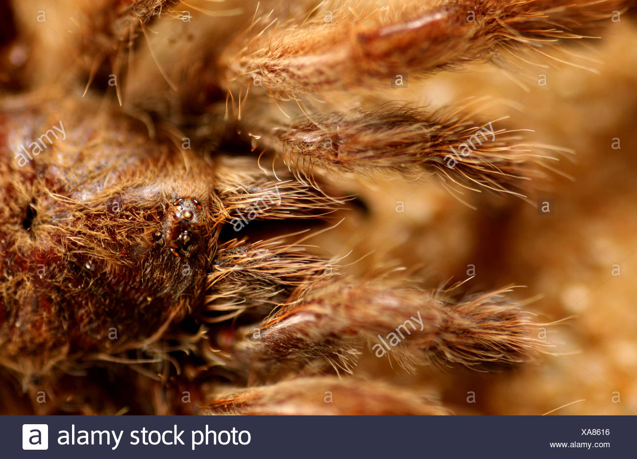 South African Spiders Stock Photos & South African Spiders Stock Images ...