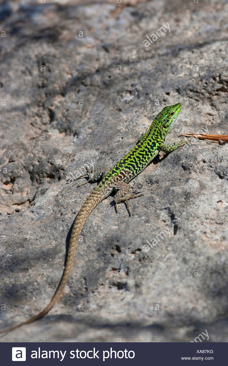 Sicilian Lizard High Resolution Stock Photography and Images - Alamy