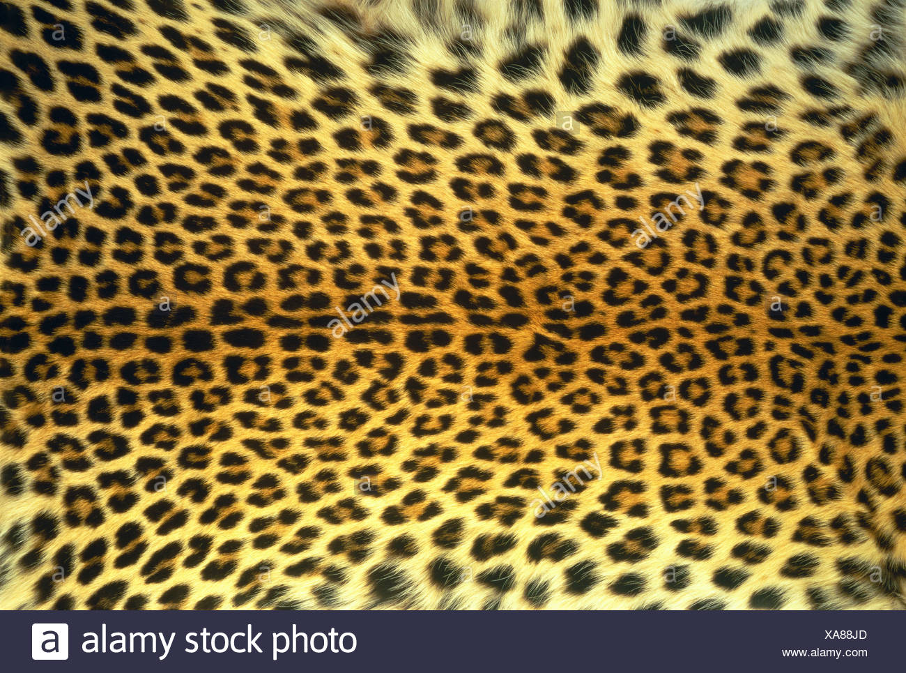 Leopard Skin High Resolution Stock Photography and Images - Alamy