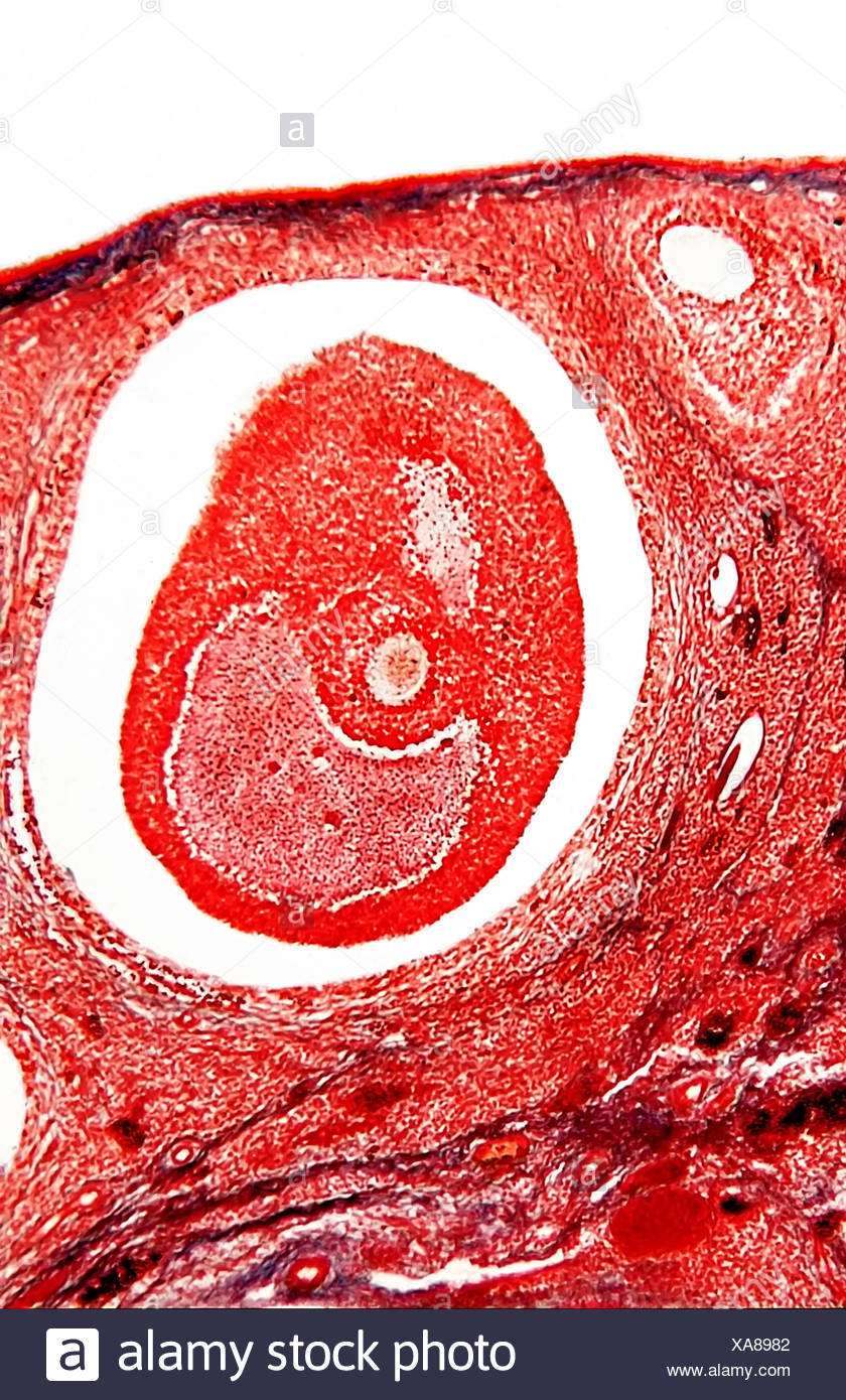 Oocyte High Resolution Stock Photography and Images - Alamy