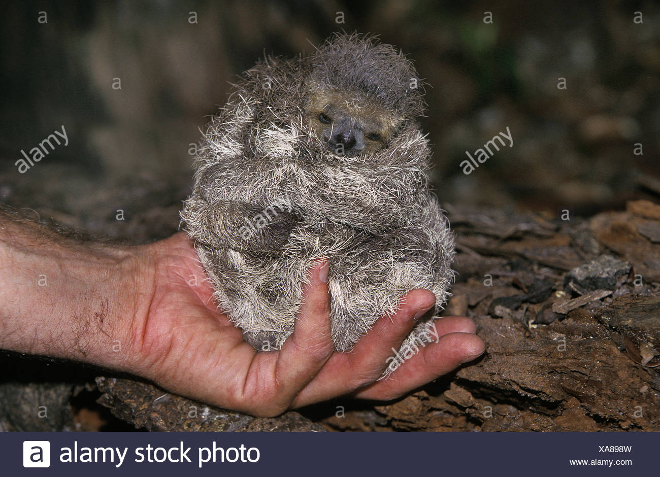 Sloth Hands High Resolution Stock Photography and Images - Alamy