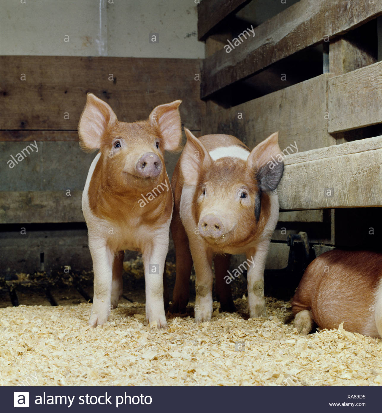 Duroc Pig High Resolution Stock Photography and Images - Alamy