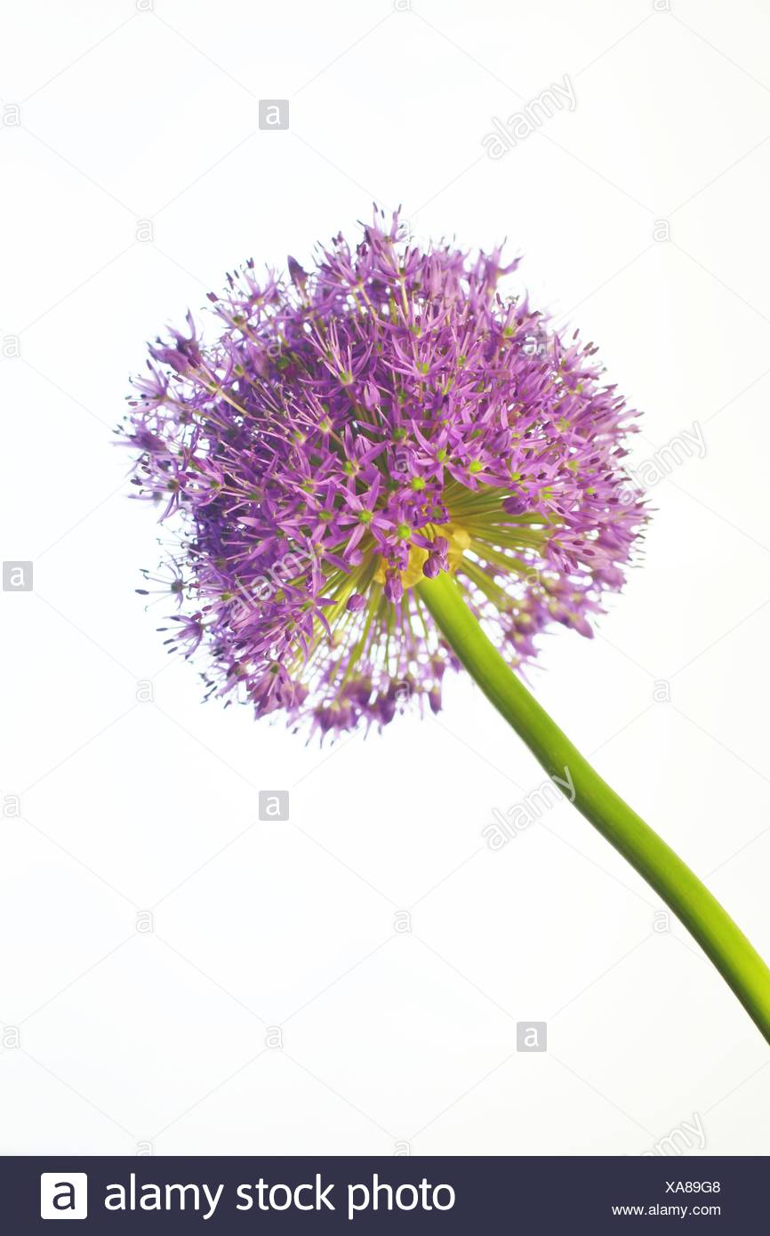 Alium High Resolution Stock Photography and Images - Alamy