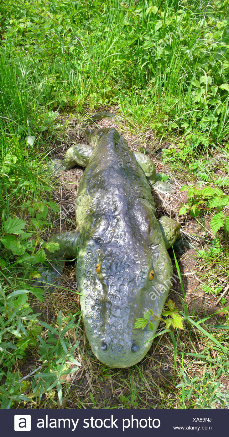 Eryops (eryops) Stock Photos & Eryops (eryops) Stock Images - Alamy