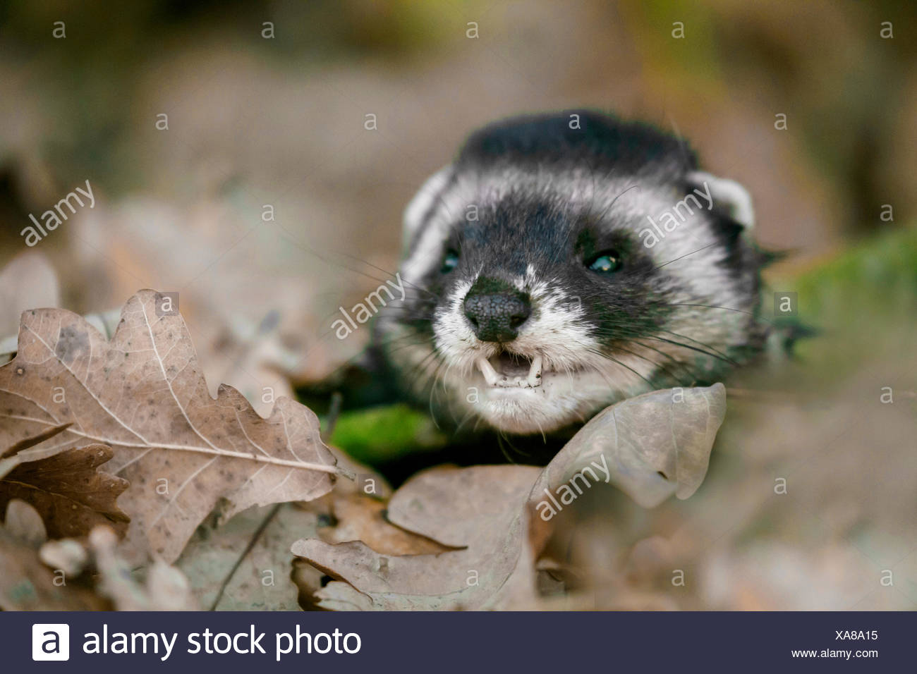 Iltis Stock Photos & Iltis Stock Images - Alamy
