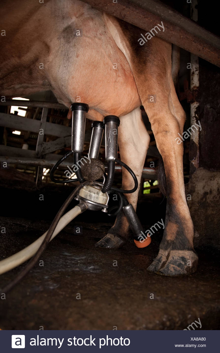 Milking Machine Human High Resolution Stock Photography and Images - Alamy