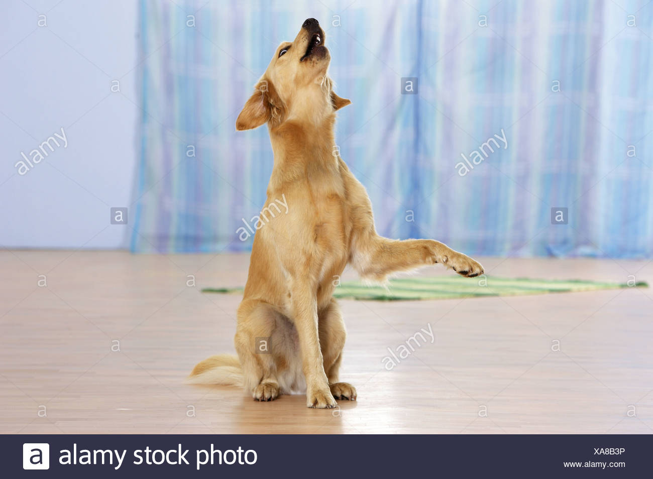 Howling Dogs High Resolution Stock Photography and Images - Alamy