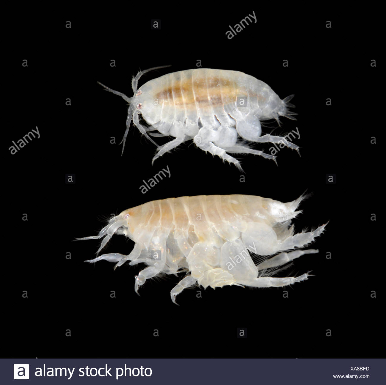Amphipod Crustacean Stock Photos & Amphipod Crustacean Stock Images - Alamy