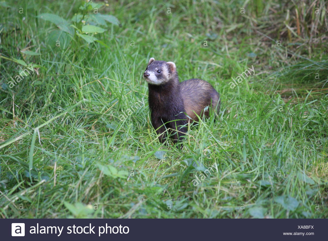 Iltisse High Resolution Stock Photography and Images - Alamy