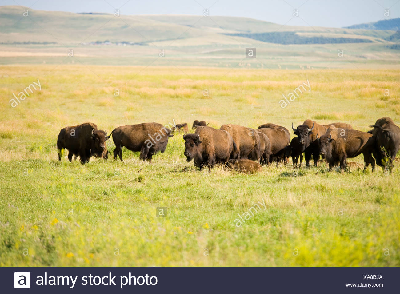 Bison Farm High Resolution Stock Photography and Images - Alamy