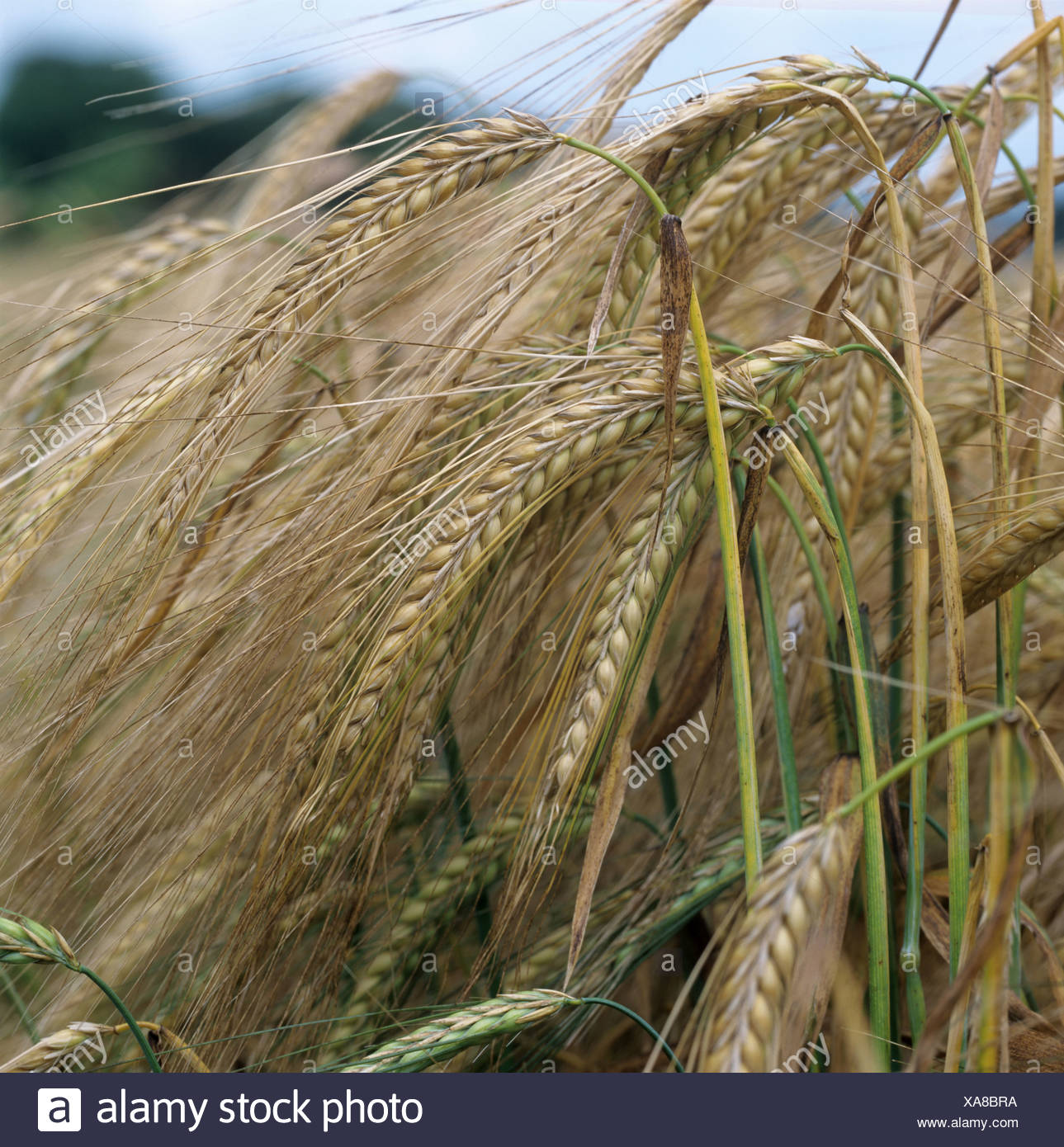 2 Row Barley High Resolution Stock Photography and Images - Alamy