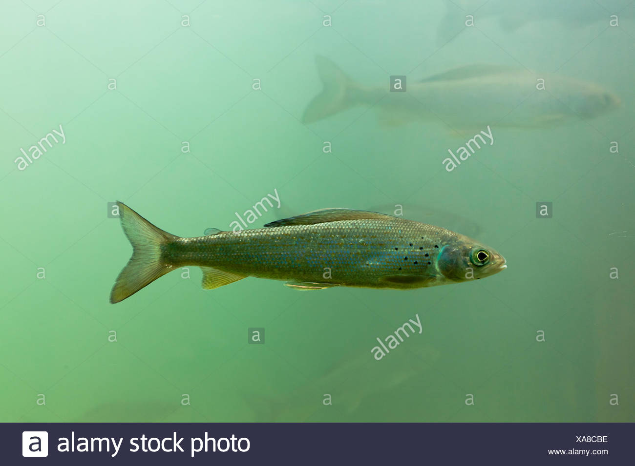 Arctic Grayling High Resolution Stock Photography and Images - Alamy