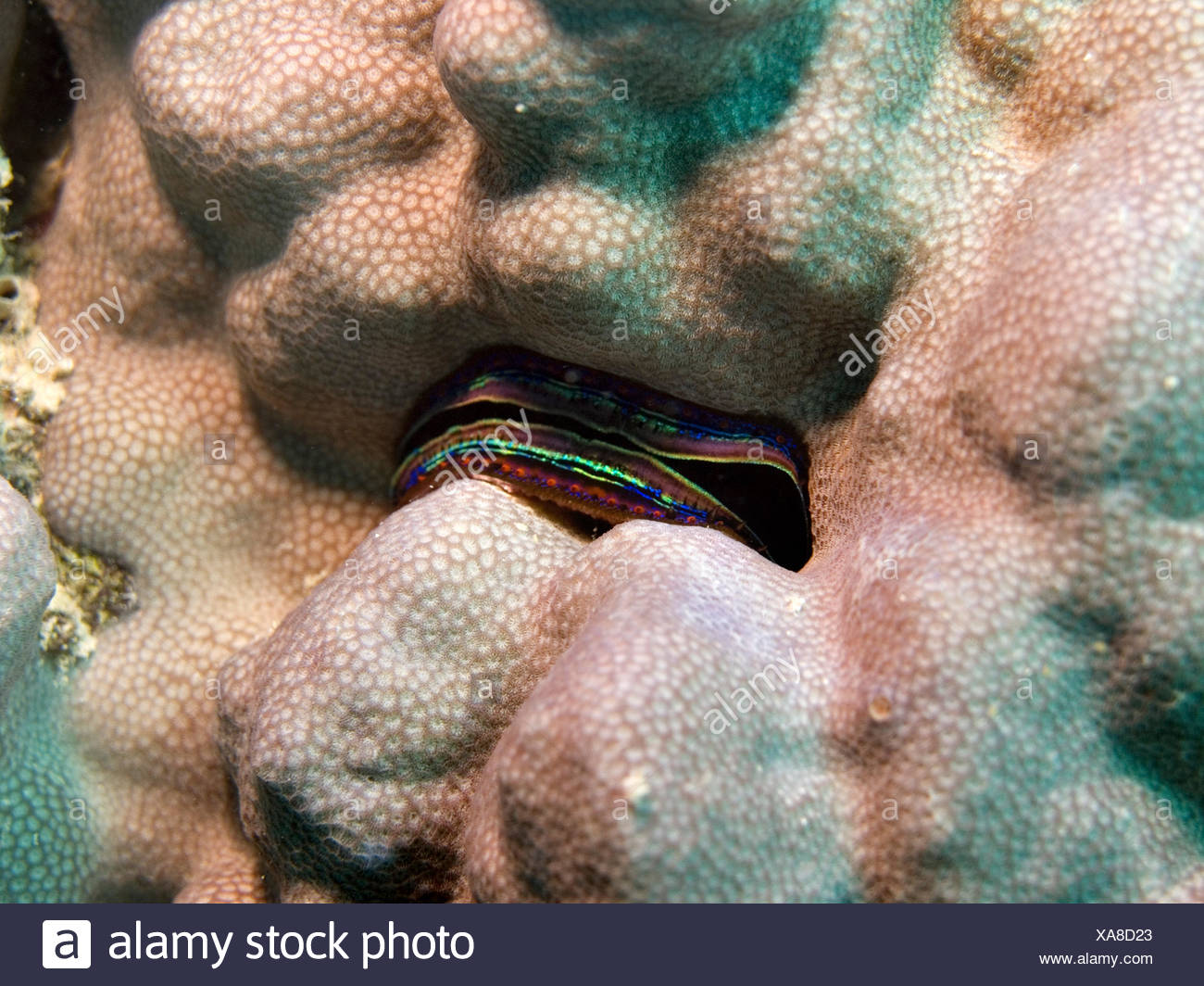 Pedum High Resolution Stock Photography and Images - Alamy