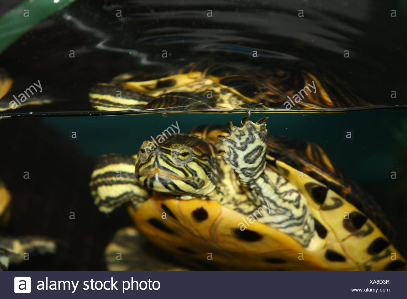 Cumberland Slider Turtle High Resolution Stock Photography and Images ...