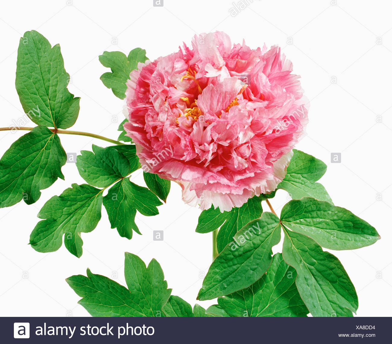 Luo High Resolution Stock Photography and Images - Alamy