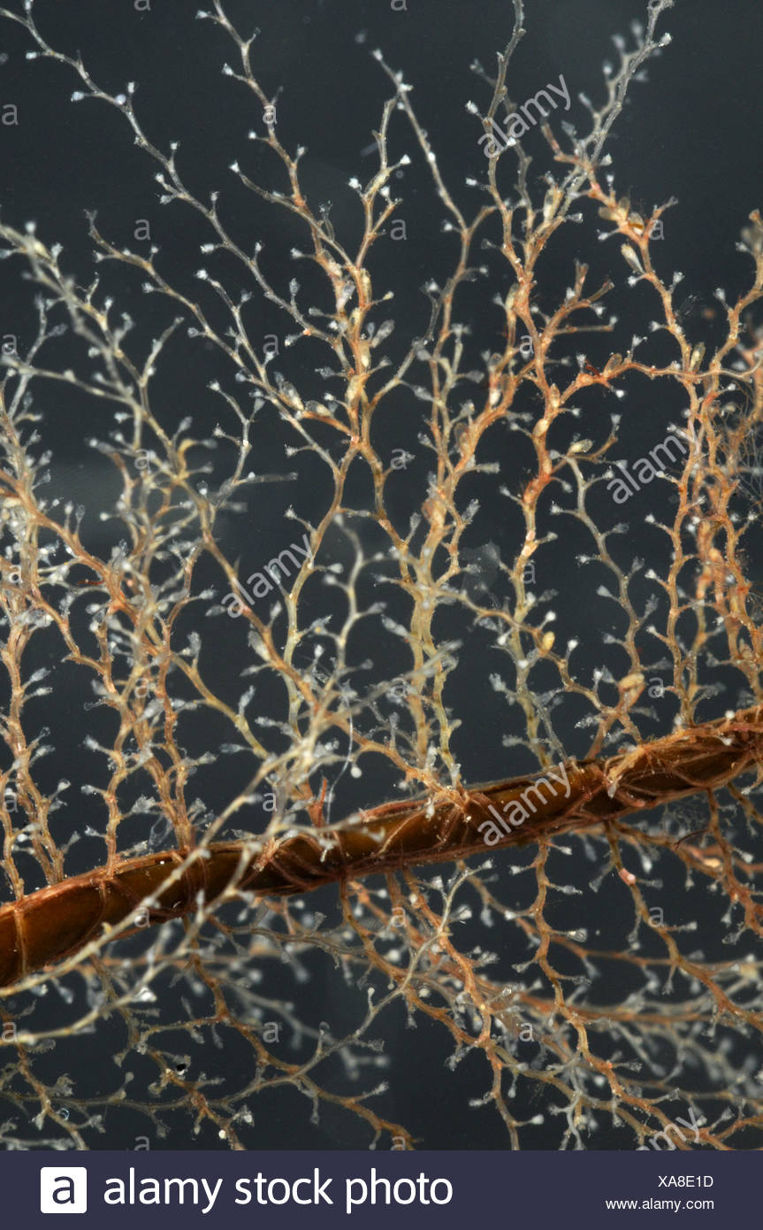 Obelia High Resolution Stock Photography and Images - Alamy