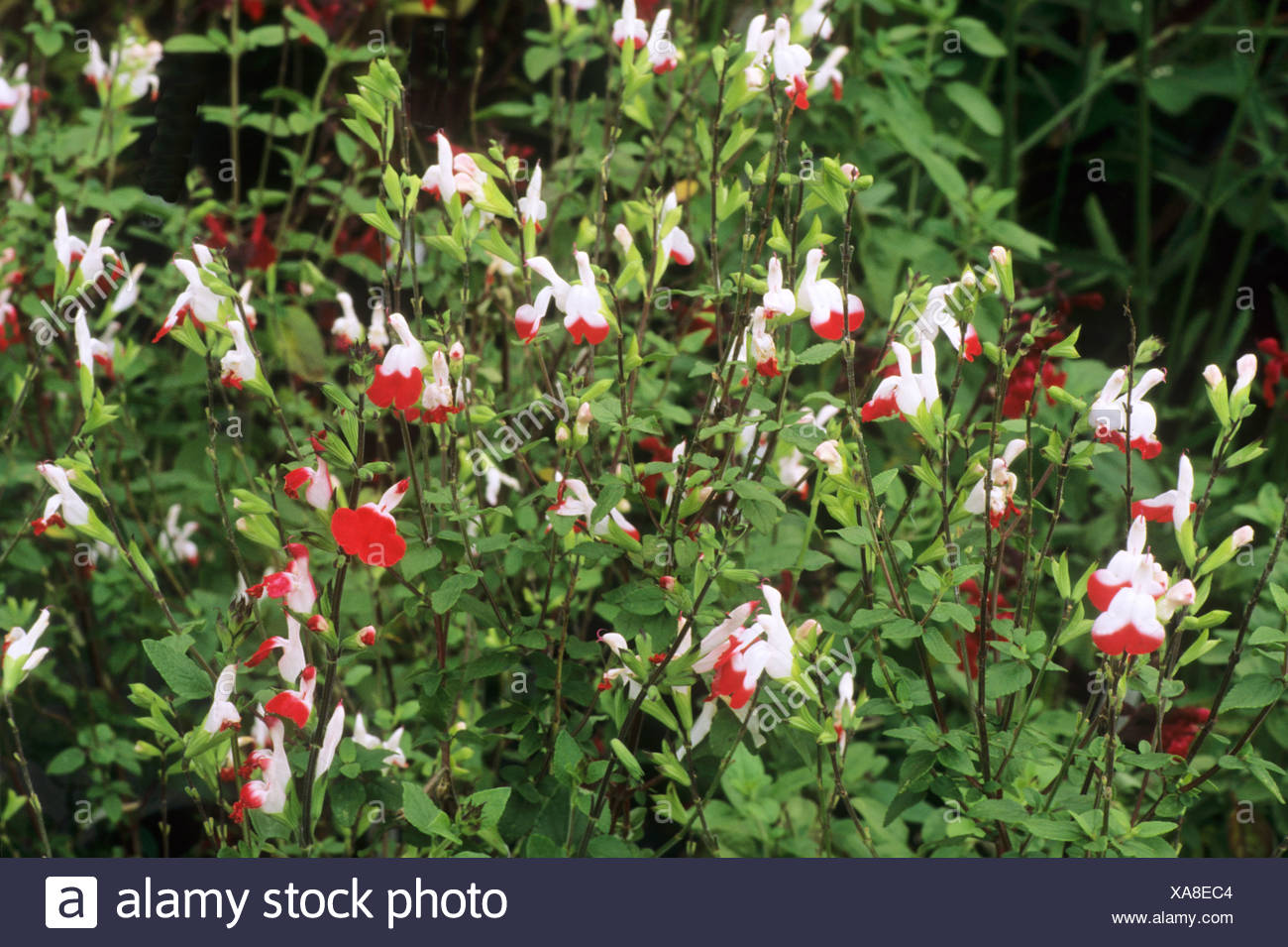 Salvia Hot Lips White Flower High Resolution Stock Photography and ...