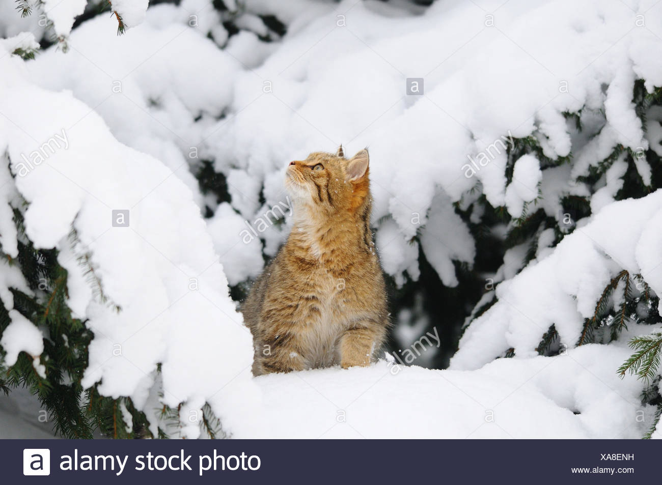 European Wildcat Standing High Resolution Stock Photography and Images ...