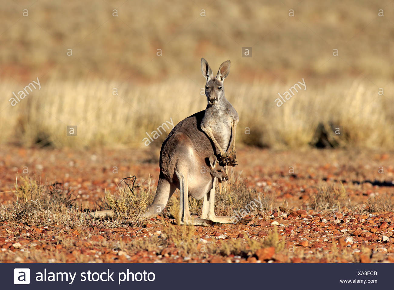 Red Kangaroo Pouch High Resolution Stock Photography and Images - Alamy