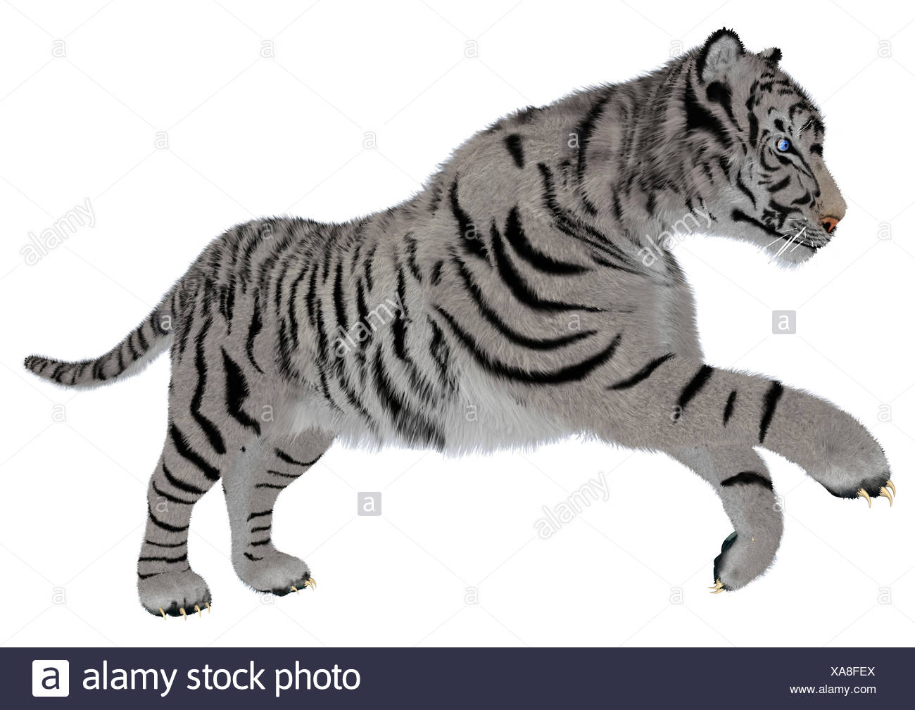 Bengal Tiger Male Running Stock Photos & Bengal Tiger Male Running ...