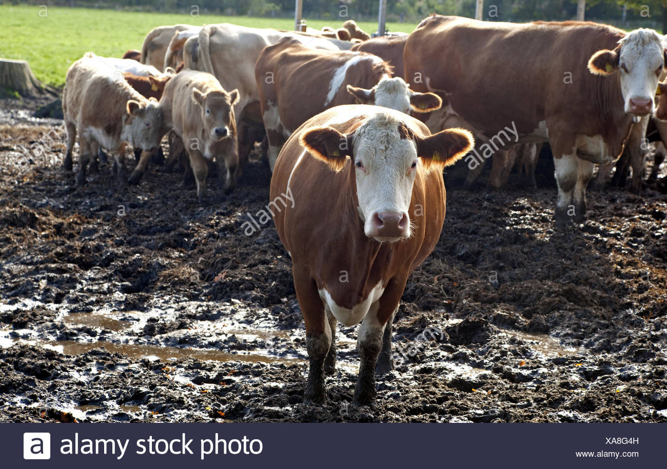 Cows Mud High Resolution Stock Photography and Images - Alamy