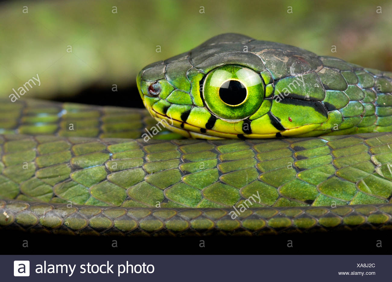 Snake Head High Resolution Stock Photography and Images - Alamy