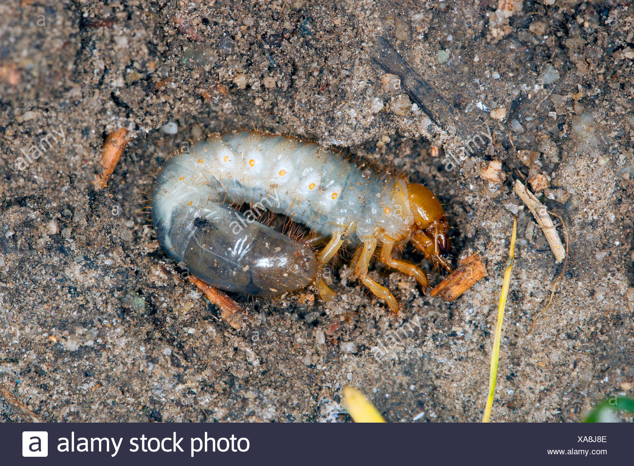 Grub Roots High Resolution Stock Photography and Images - Alamy