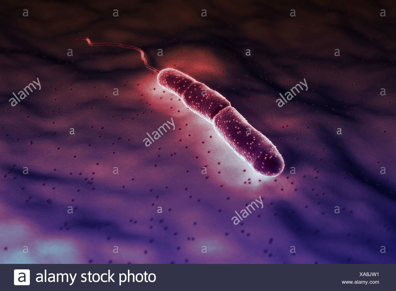 Cholera Bacterium Vibrio Cholerae High Resolution Stock Photography and ...
