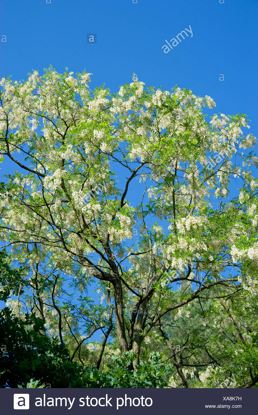 Black Locust Tree Flowers High Resolution Stock Photography and Images ...