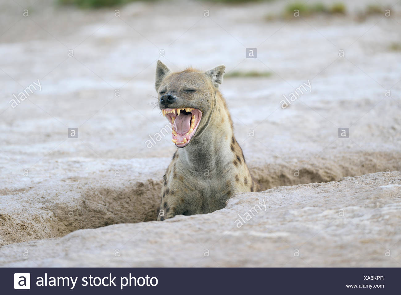 Amboseli Spotted Hyena High Resolution Stock Photography and Images - Alamy