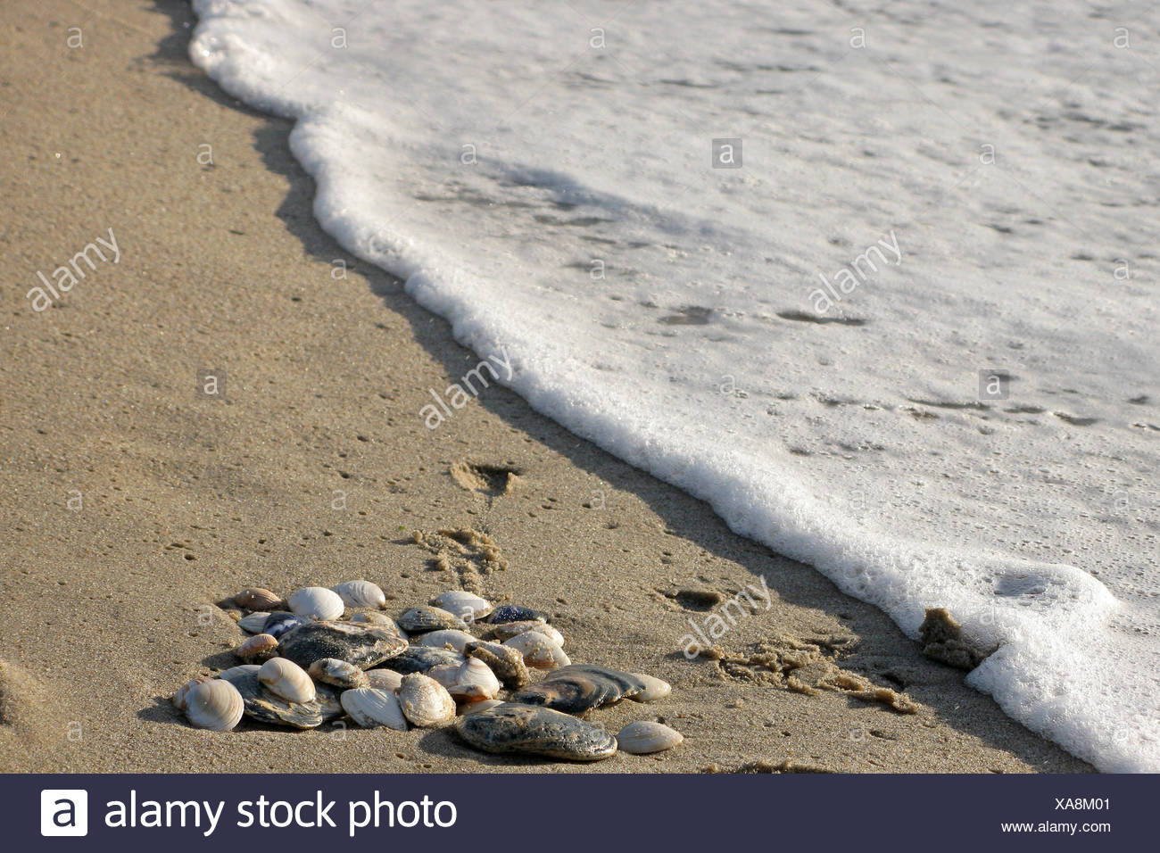 Shell Midden High Resolution Stock Photography and Images - Alamy