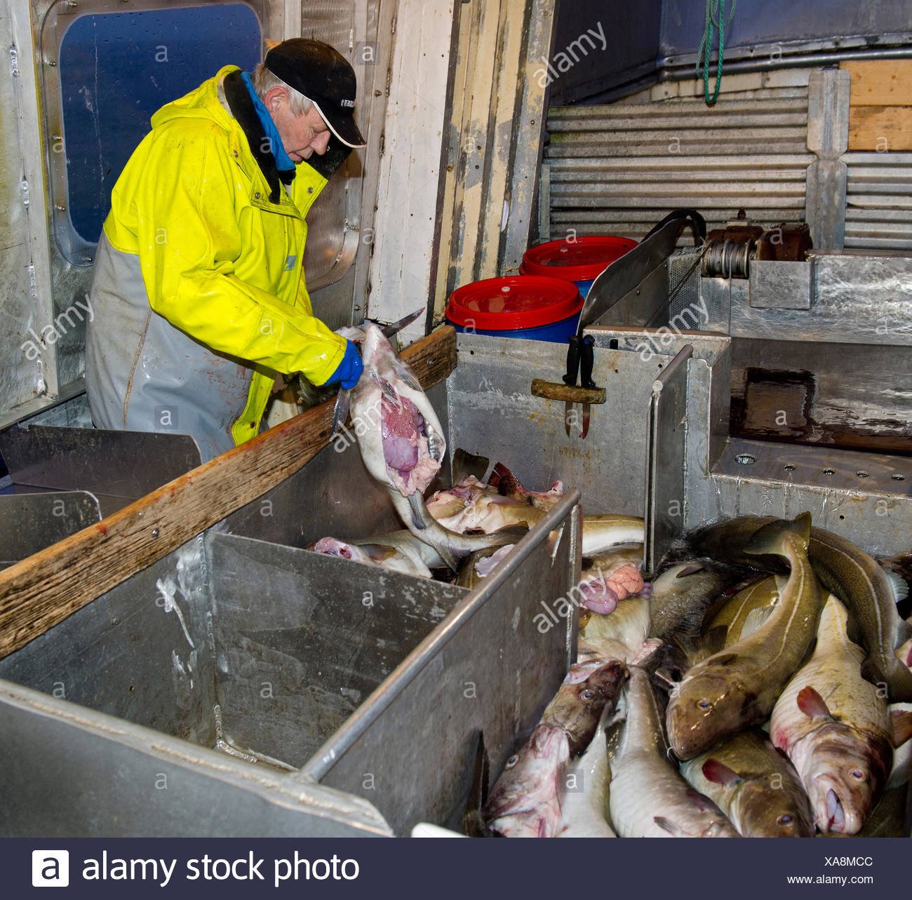 Atlantic Cods Gadus Morhua High Resolution Stock Photography and Images ...
