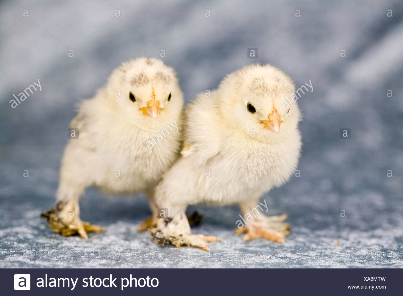 Bantam Chickens Stock Photos & Bantam Chickens Stock Images - Alamy