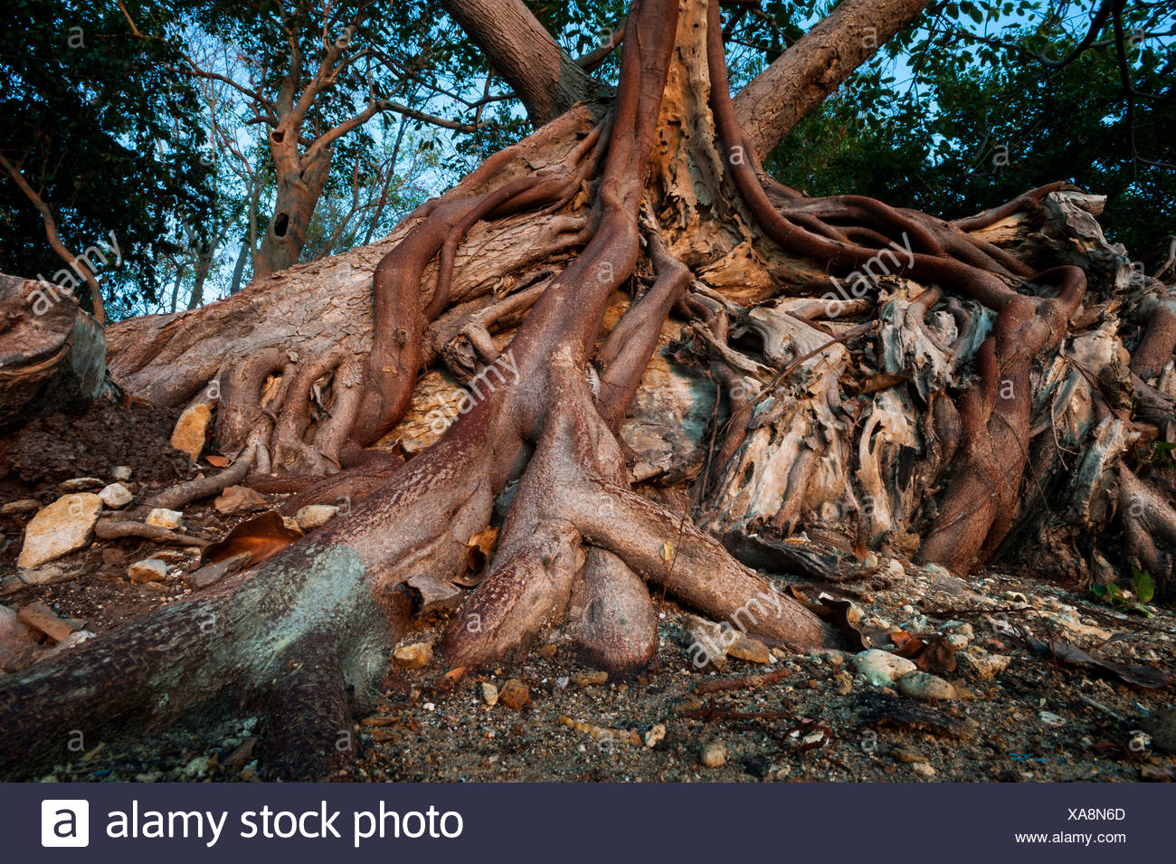 Asian Tree Roots High Resolution Stock Photography and Images - Alamy