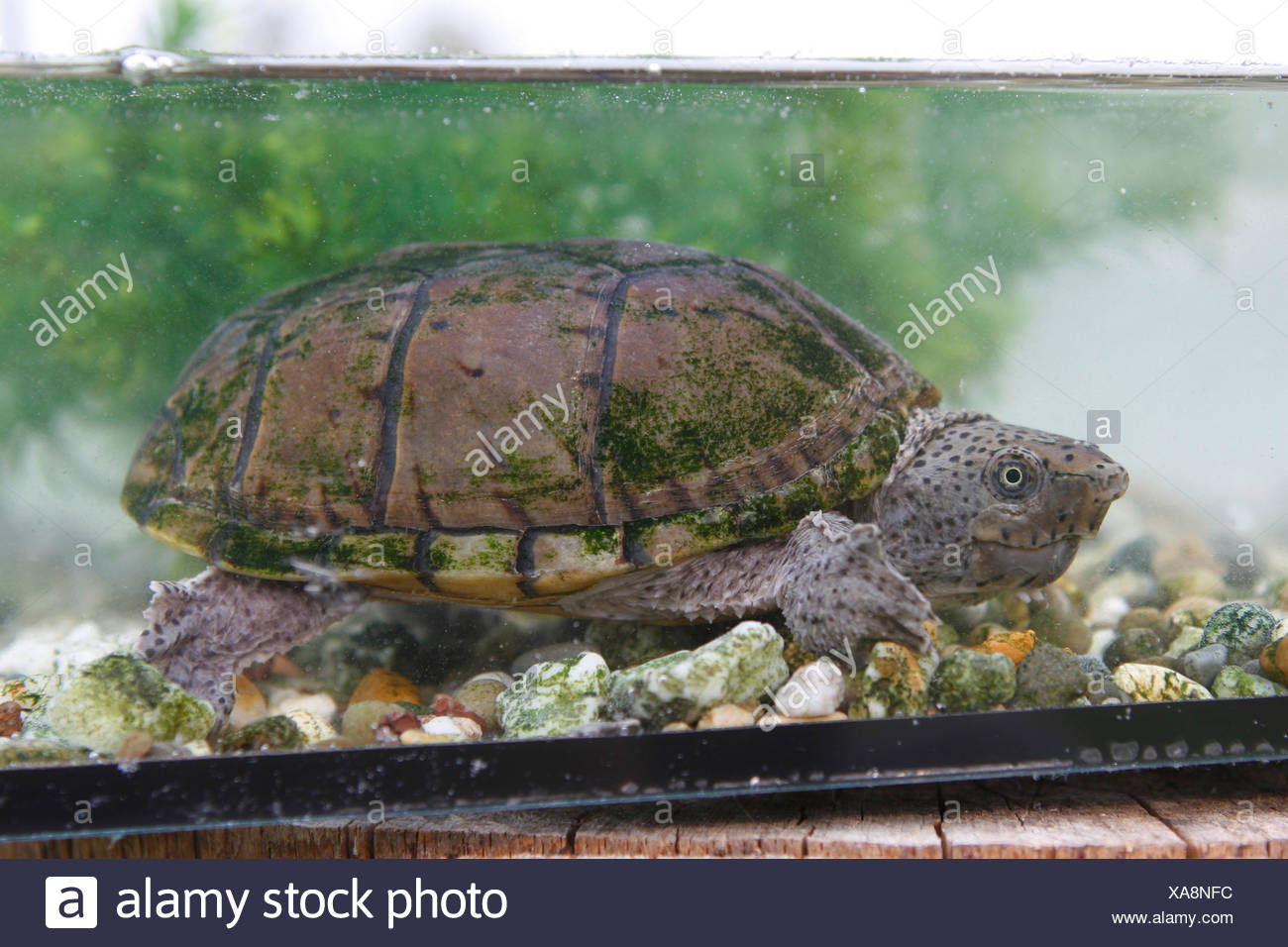 Sternotherus High Resolution Stock Photography and Images - Alamy