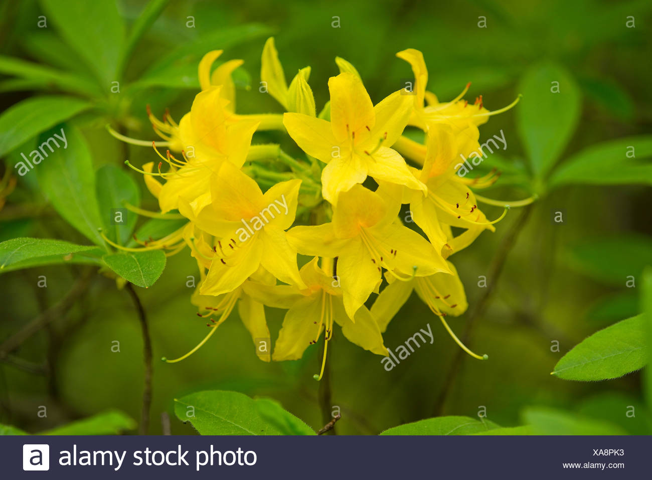 Azalea Pontica Rhododendron Luteum High Resolution Stock Photography ...