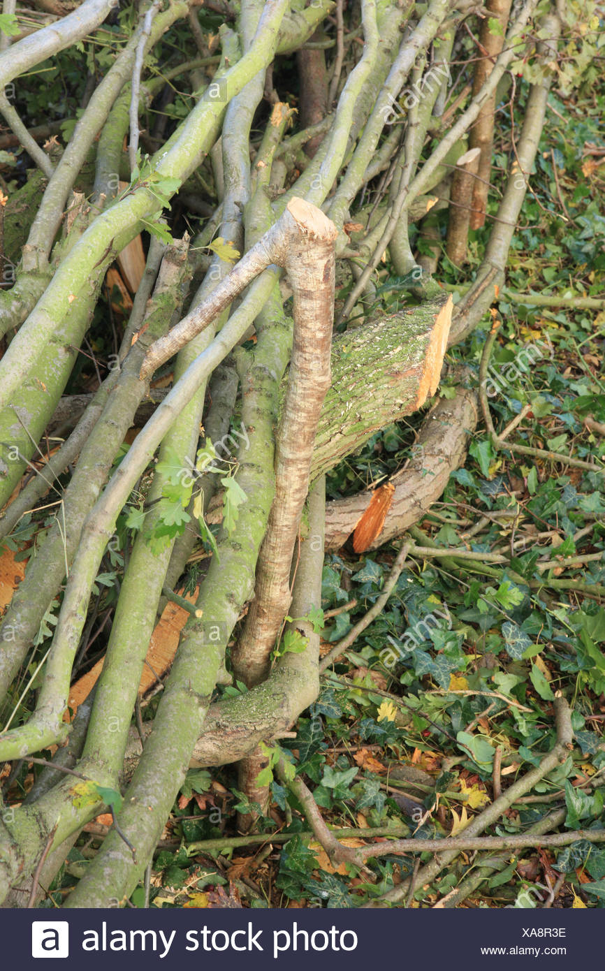 Layered Hedging High Resolution Stock Photography and Images - Alamy