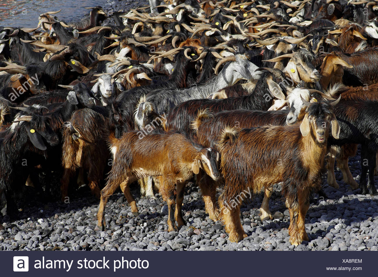 Goats Horns High Resolution Stock Photography and Images - Alamy